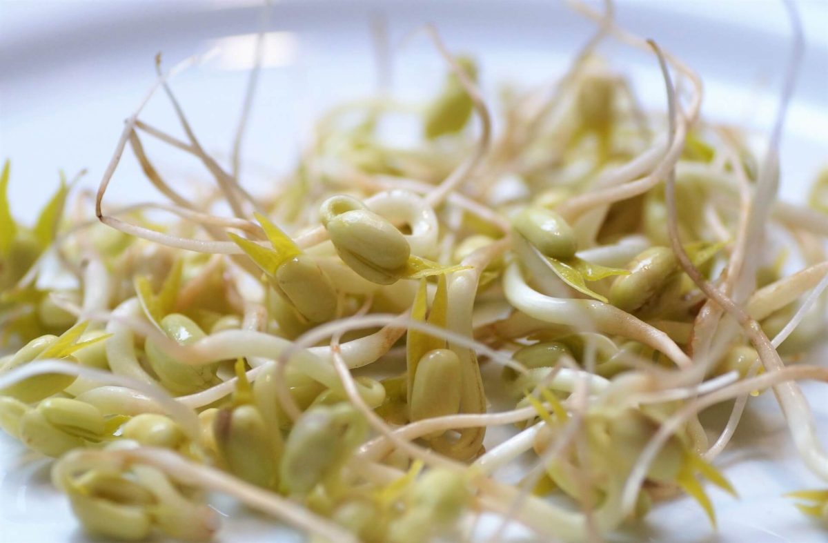 Cómo preparar germinados, de qué plantas y sus beneficios