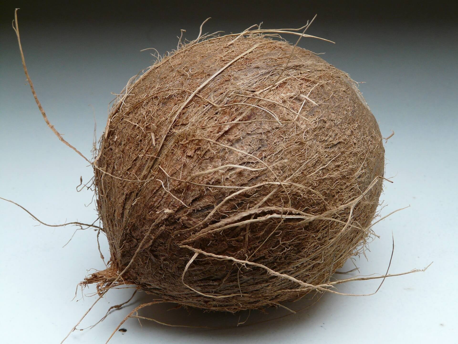 fibra de coco