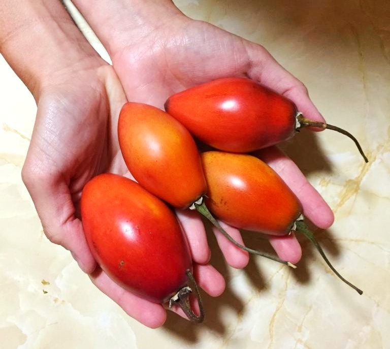 Tomate De árbol Cómo Cultivarlo Y Sus Propiedades