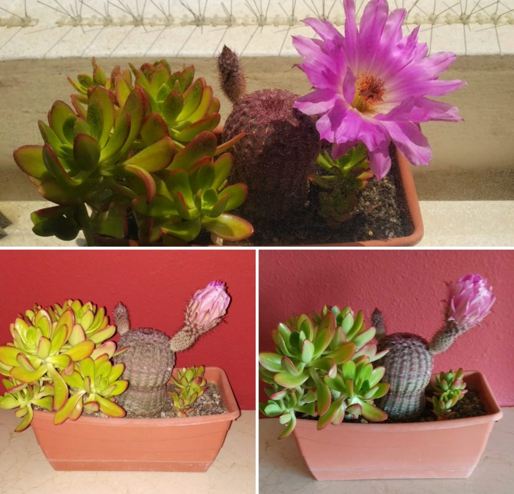 Fototropismo y otros movimientos de las plantas