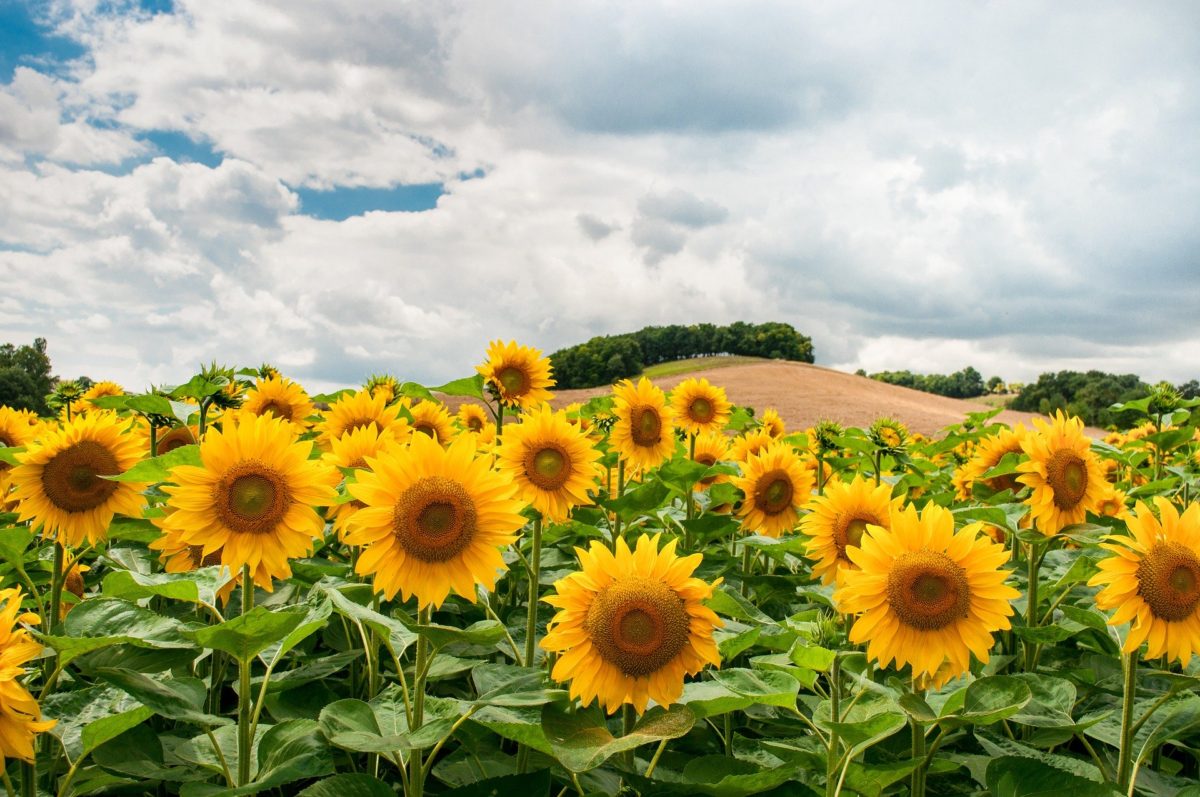 Fototropismo y otros movimientos de las plantas