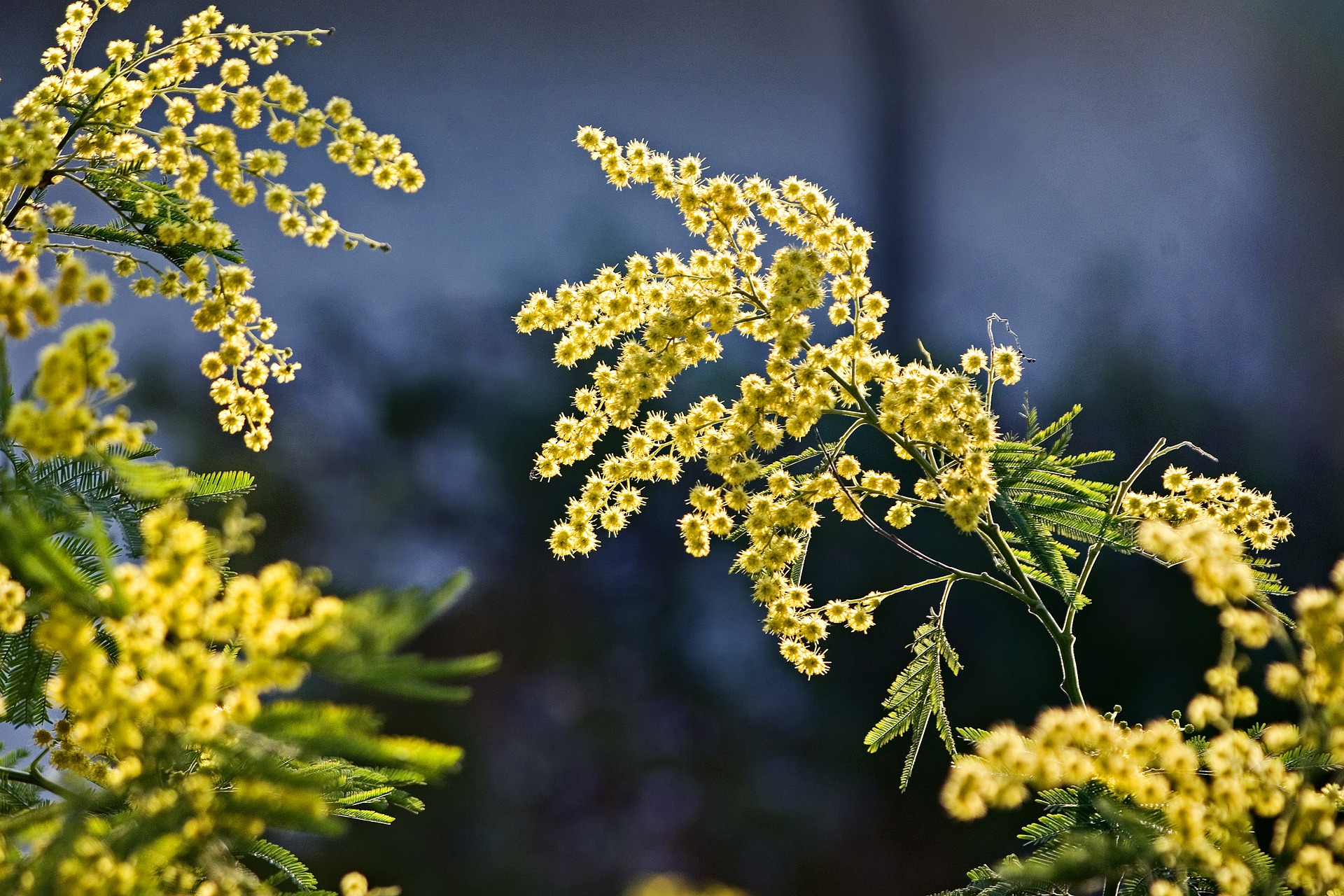 Fototropismo y otros movimientos de las plantas