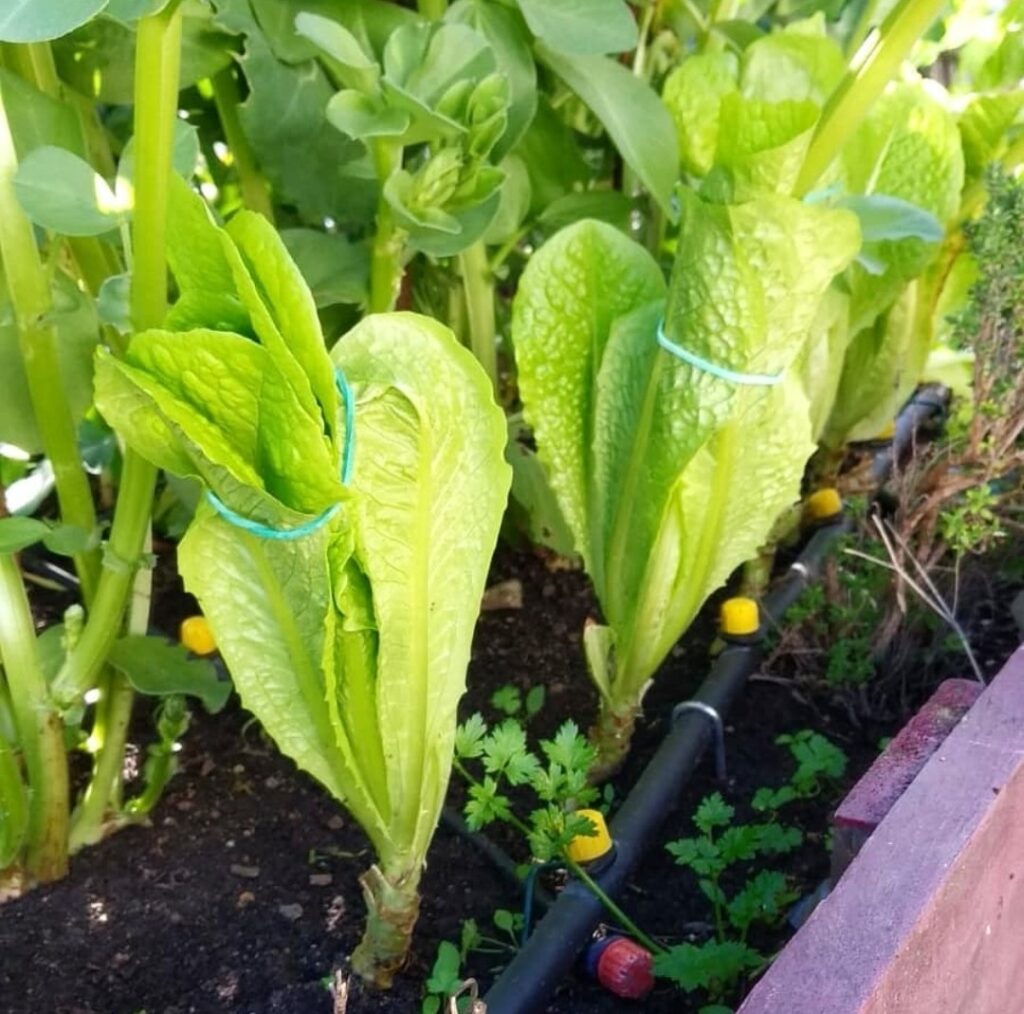 Aprende a cultivar lechugas en casa, ¡es fácil y muy sano!